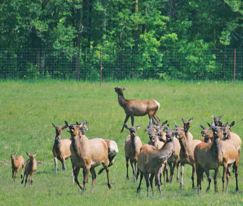 Raising Elk Provides Something For Everyone - Countryside